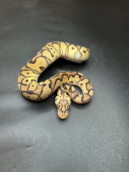 Pastel YellowBelly Clown 100% Het Desert Ghost Ball Python by Monterey ...