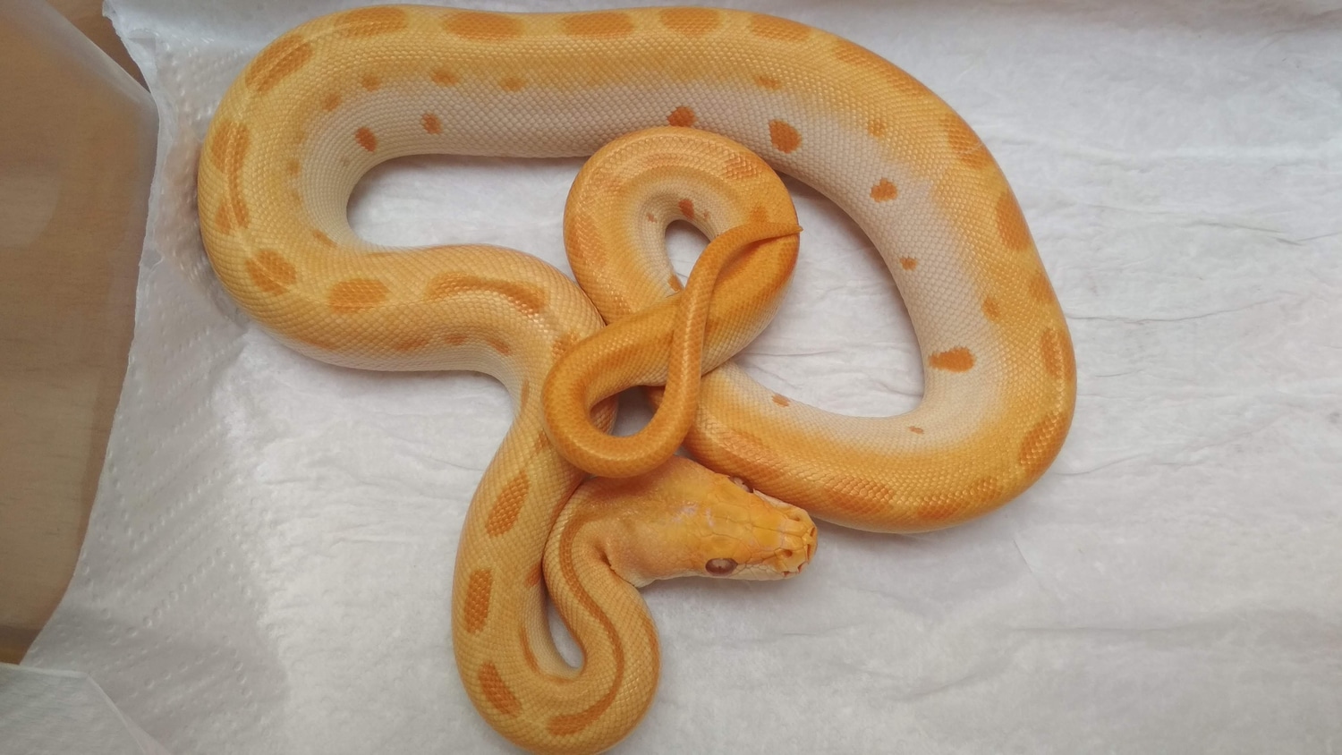 Albino Green Burmese Python by MausAndReptilHaus - MorphMarket