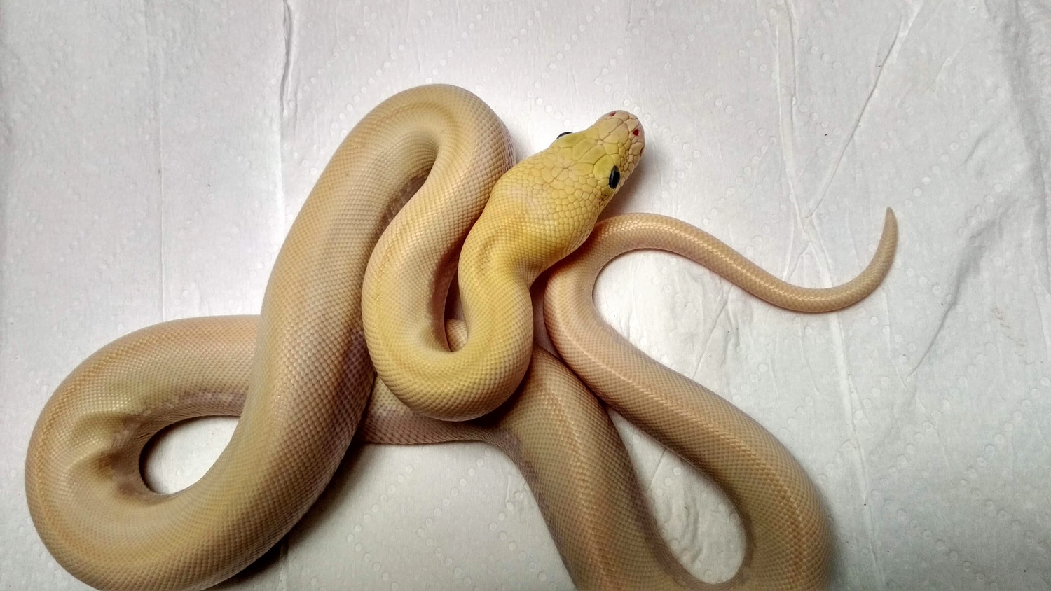 Super Hypo Het. Albino Granit 66% Het Green Burmese Python by ...