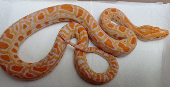 Albino Caramel (WaterView) Burmese Python by MausAndReptilHaus