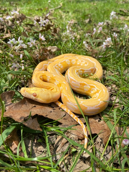 50% Kalatoa White Albino Tiger Reticulated Python by Aiden’s Exotics