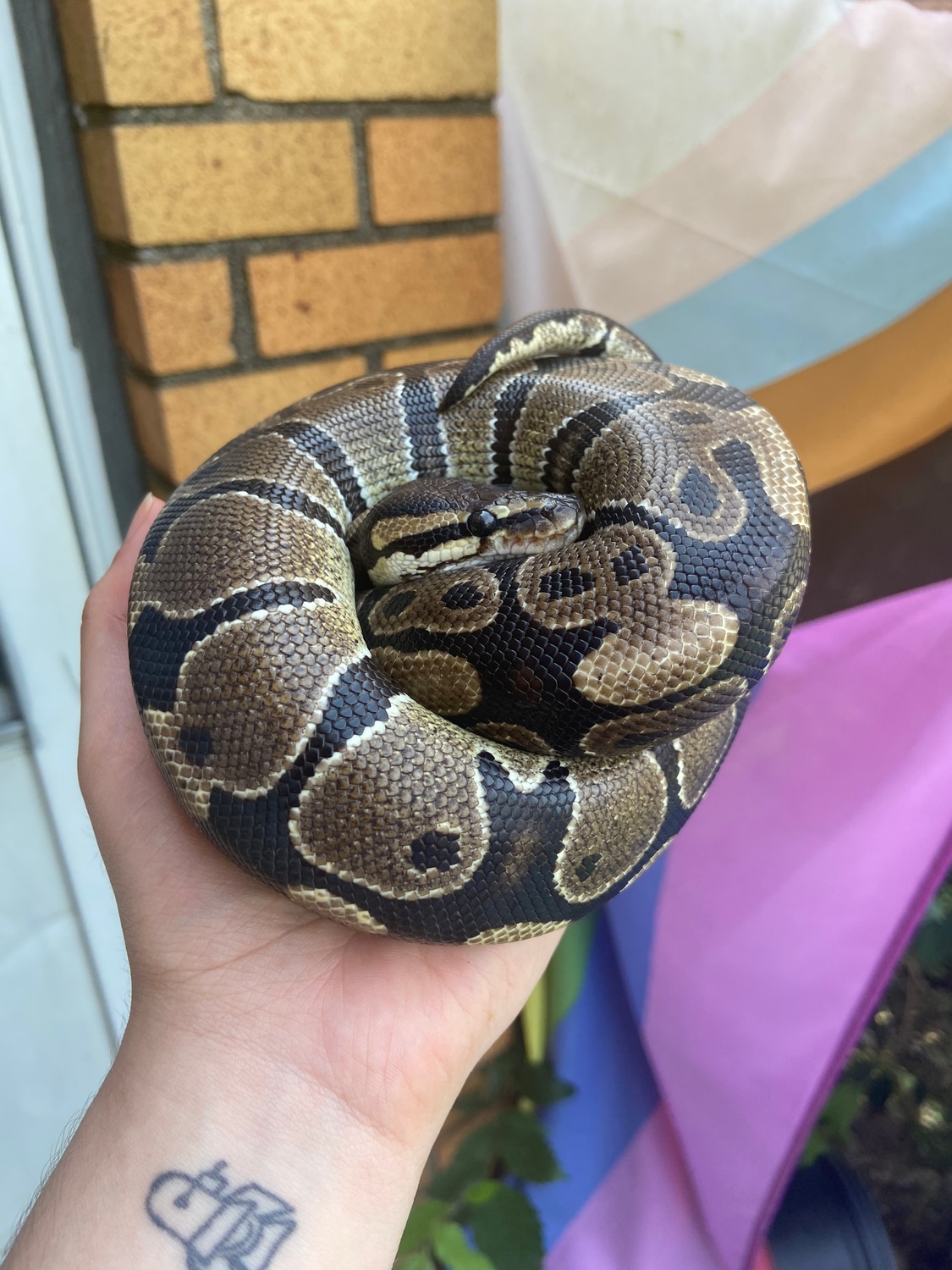 FREE SHIPPING- Wildtype Ball Python by Exotic Energies - MorphMarket