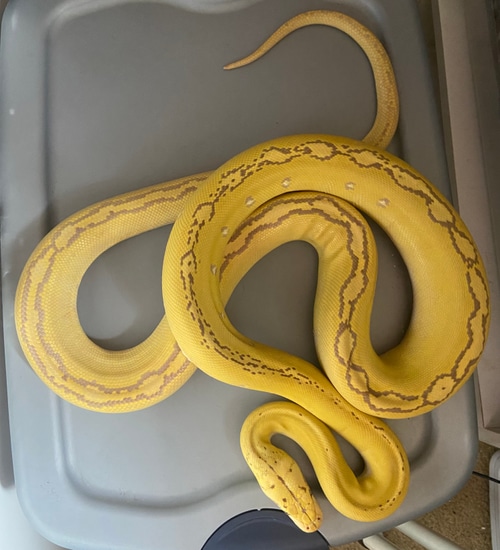 Sunfire Snow Goldenchild 12.5% Kalatoa, 31.25% Jampea Reticulated ...