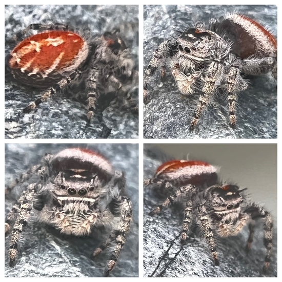 Phiddipus Adumbratus Jumping Spider by Maverick the Jumping Spider
