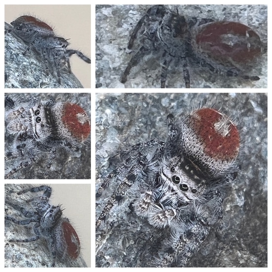 Phiddipus Adumbratus Jumping Spider by Maverick the Jumping Spider
