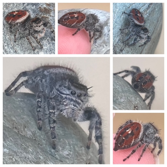 Phiddipus Adumbratus Jumping Spider by Maverick the Jumping Spider