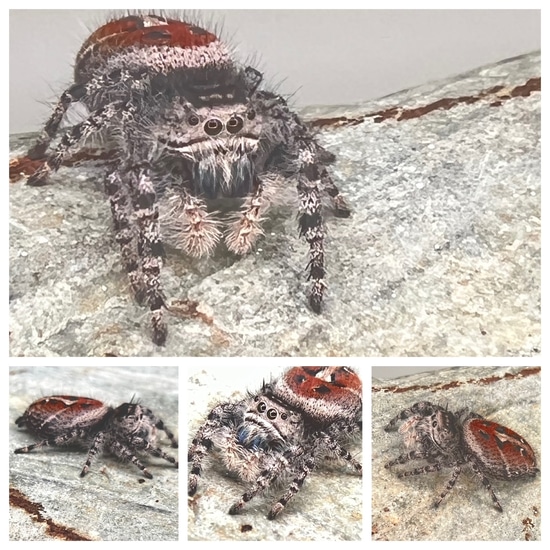 Phiddipus Adumbratus I6 Jumping Spider by Maverick the Jumping Spider
