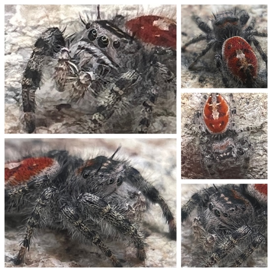 Phiddipus Adumbratus Jumping Spider by Maverick the Jumping Spider