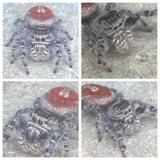 Phiddipus Adumbratus Jumping Spider by Maverick the Jumping Spider