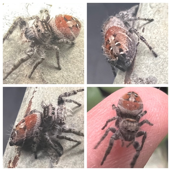 Phiddipus Adumbratus Jumping Spider by Maverick the Jumping Spider