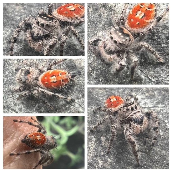 Phiddipus Adumbratus Jumping Spider by Maverick the Jumping Spider