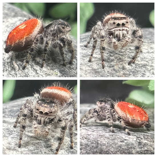 Phiddipus Adumbratus Jumping Spider by Maverick the Jumping Spider