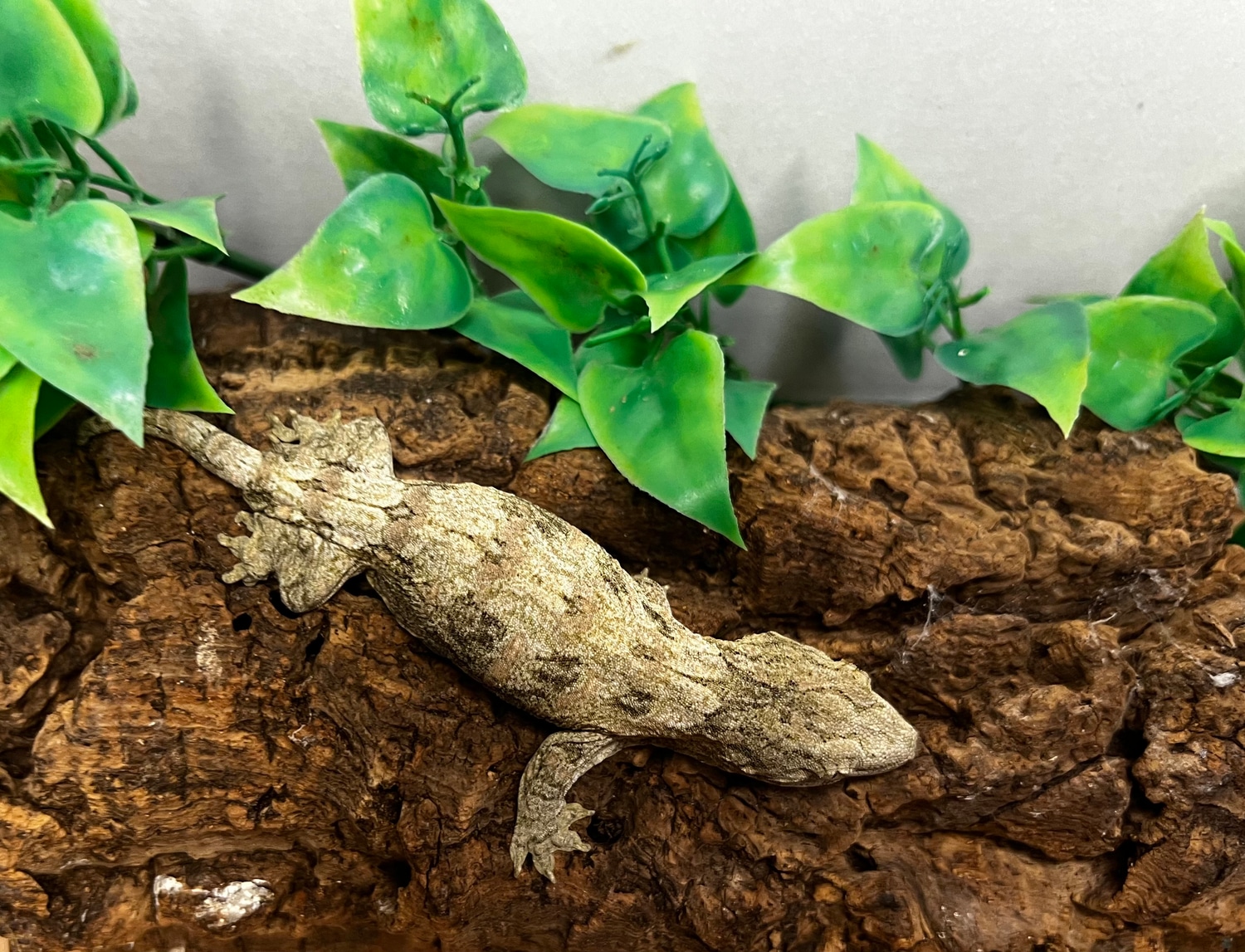 Baby Leachie 14 Grams Leachianus Gecko by Delane Exotics - MorphMarket