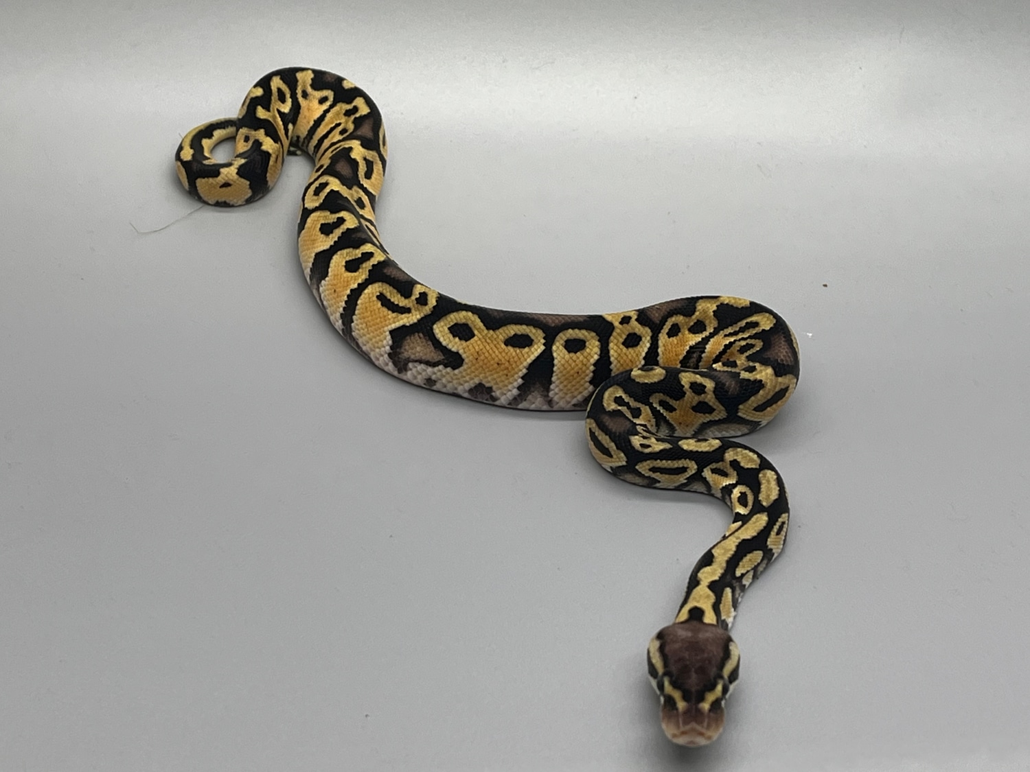 Pastel Het Clown Pos Fire Ball Python by Double AA Exotics - MorphMarket
