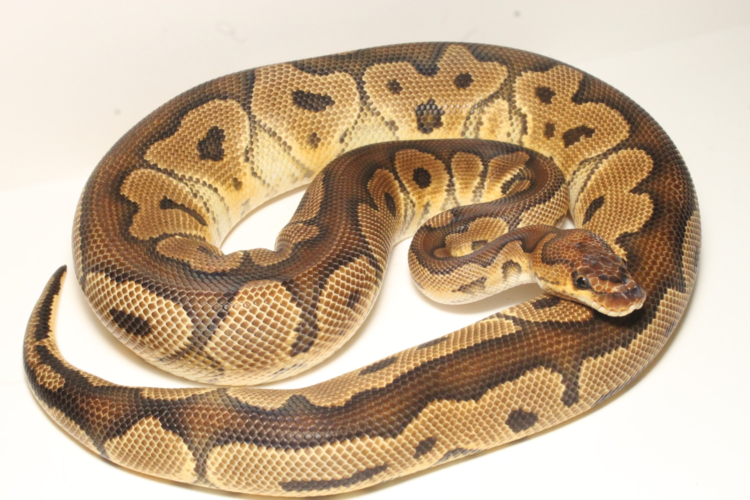 Red Stripe Clown Ball Python by MaxwellHerps - MorphMarket