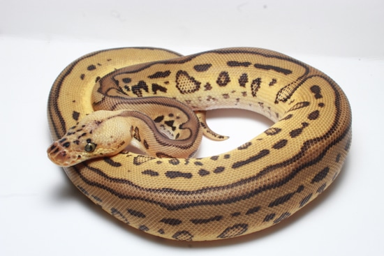 Leopard Firefly Clown Ball Python by MaxwellHerps