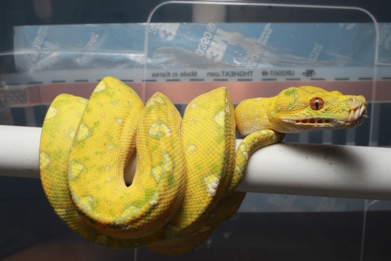 Biak Local USCBB Green Tree Python by MaxwellHerps