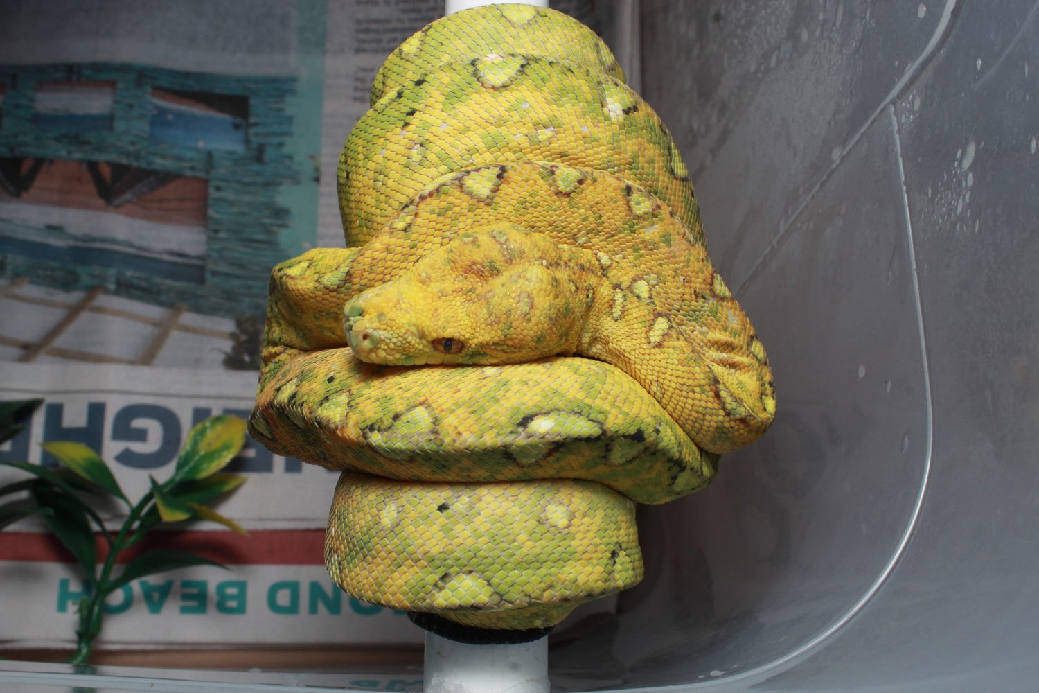 Biak Locale USCBB Green Tree Python by MaxwellHerps - MorphMarket