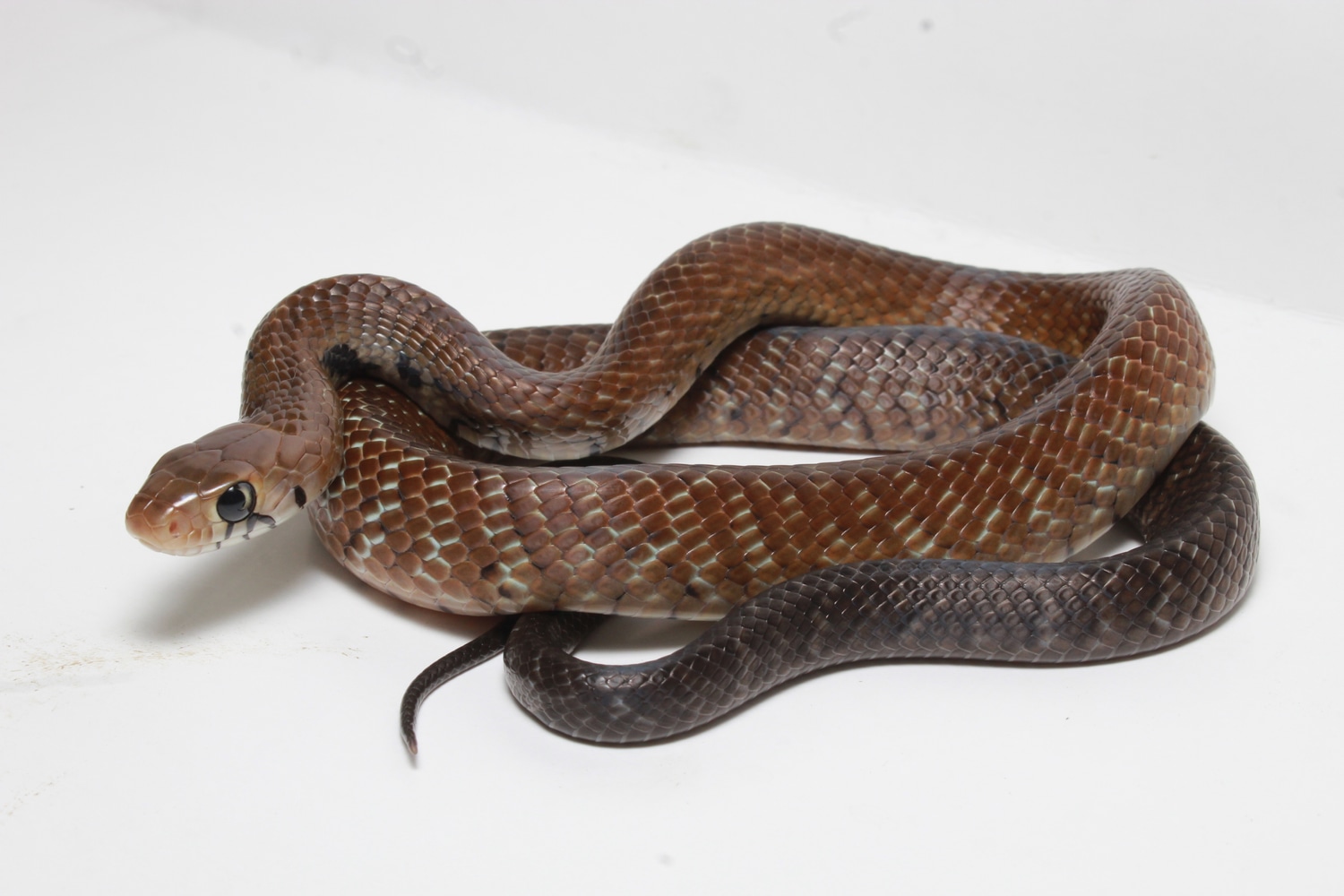 USCBB Black Tail Cribo Cribo & Indigo Snakes by MaxwellHerps - MorphMarket