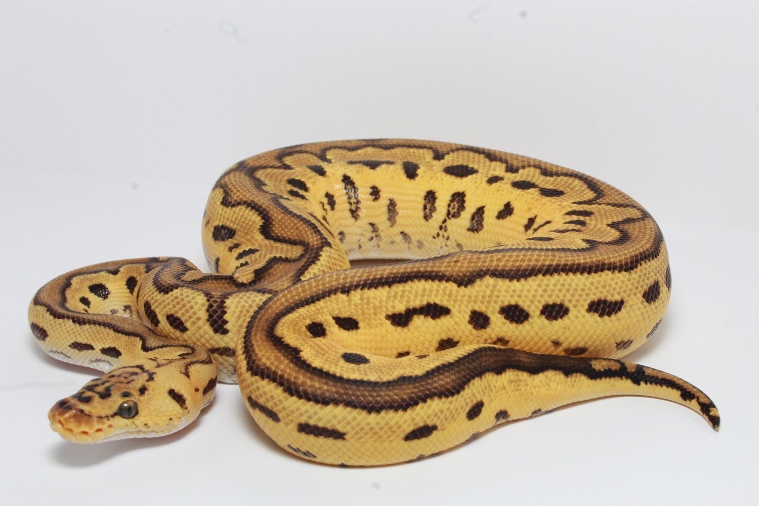 Leopard Pastel Clown Ball Python by MaxwellHerps - MorphMarket