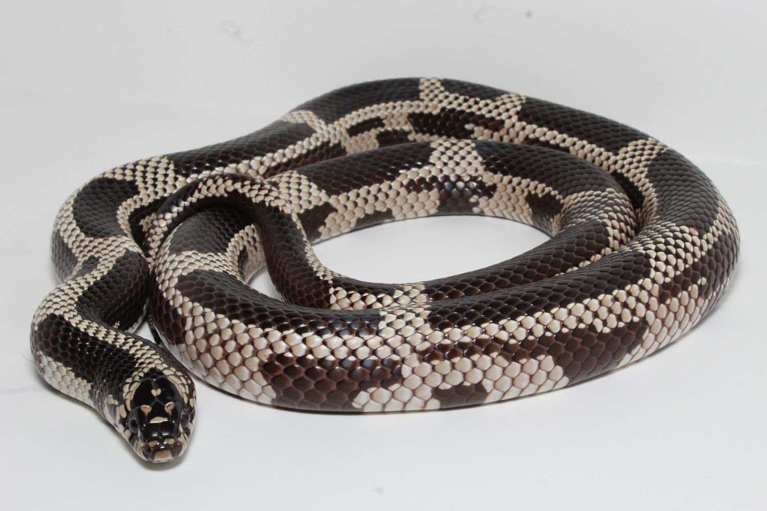 Mosiac Eastern Kingsnake by MaxwellHerps - MorphMarket
