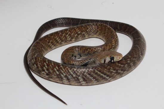 USCBB Black Tail Cribo Cribo & Indigo Snakes by MaxwellHerps