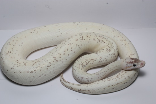 Super Pastel Enchi Puma Ball Python by MaxwellHerps