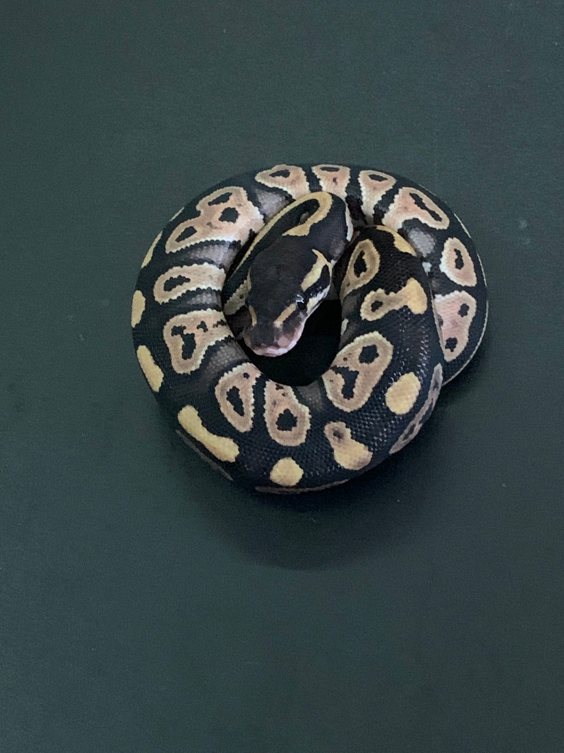 Phantom Ball Python by Murray’s Morphs - MorphMarket