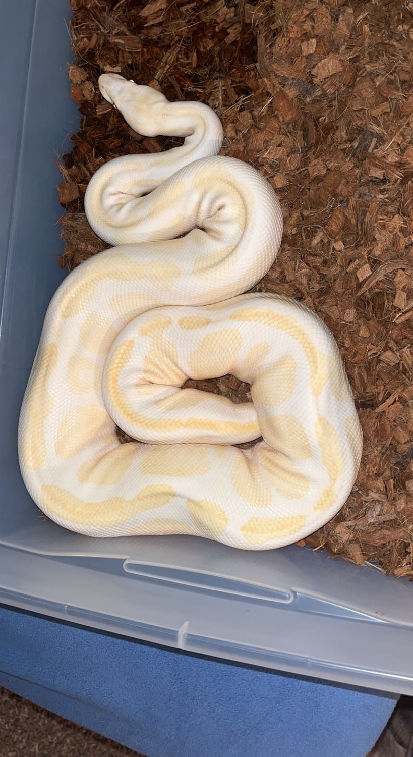 Adult Albino Female Ball Python by Murray’s Morphs - MorphMarket