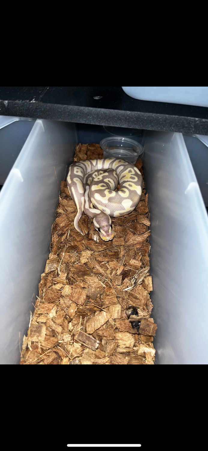 Banana Phantom Ball Python by Murray’s Morphs - MorphMarket