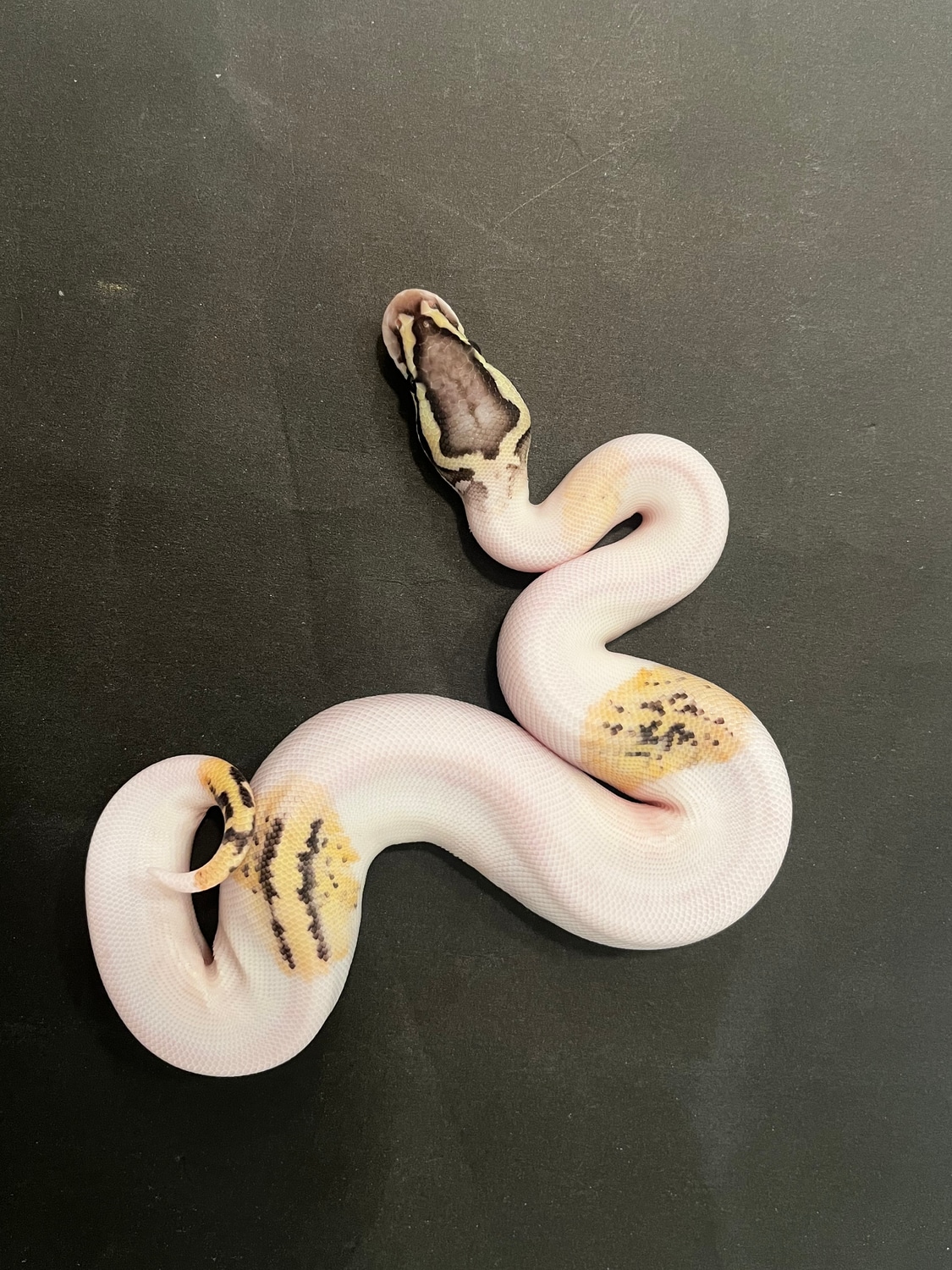 Firefly Piebald Possible Yellowbelly Ball Python by Murray’s Morphs ...