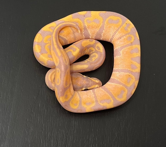 Phantom Coral Glow Ball Python by Murray’s Morphs