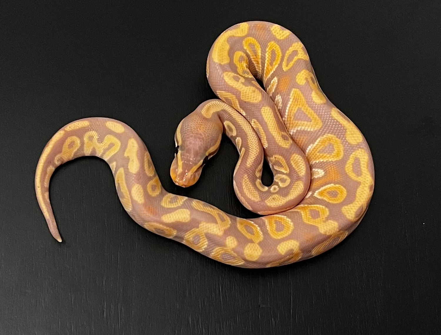 Phantom Coral Glow Ball Python by Murray’s Morphs - MorphMarket