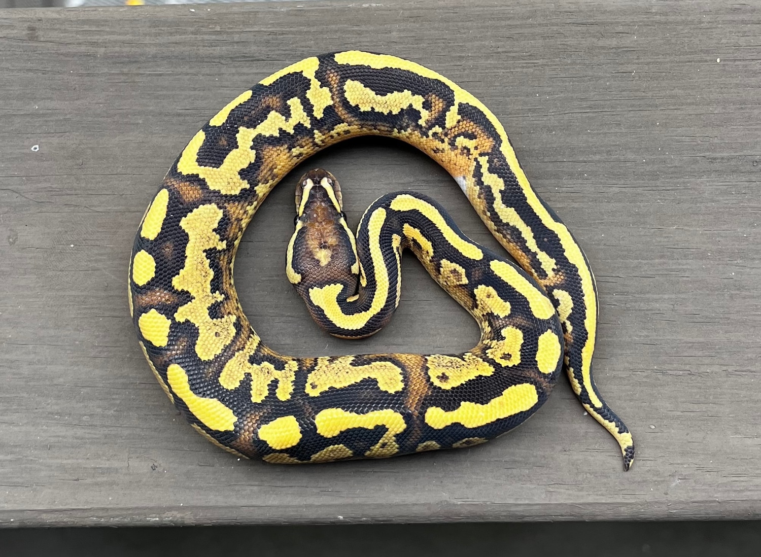 Yellowbelly Fire Cypress Ball Python by Murray’s Morphs - MorphMarket