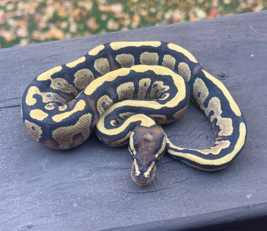 Yellowbelly Cypress, Possible Fire Ball Python by Murray’s Morphs
