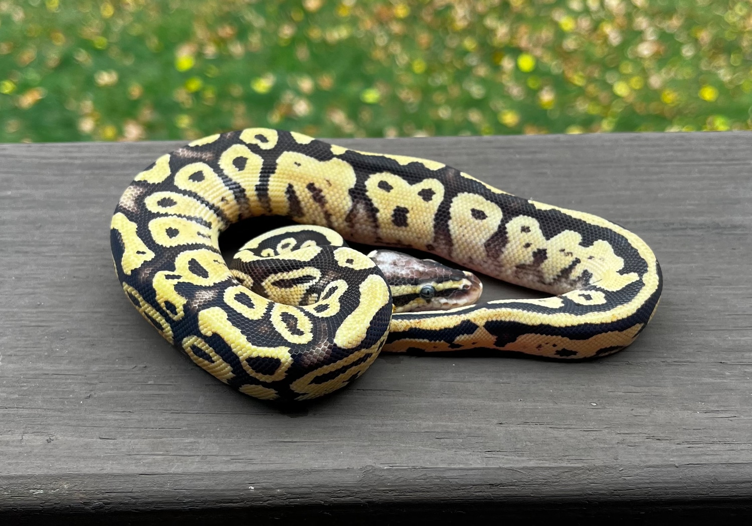 Firefly 66% Het Pied Ball Python by Murray’s Morphs - MorphMarket