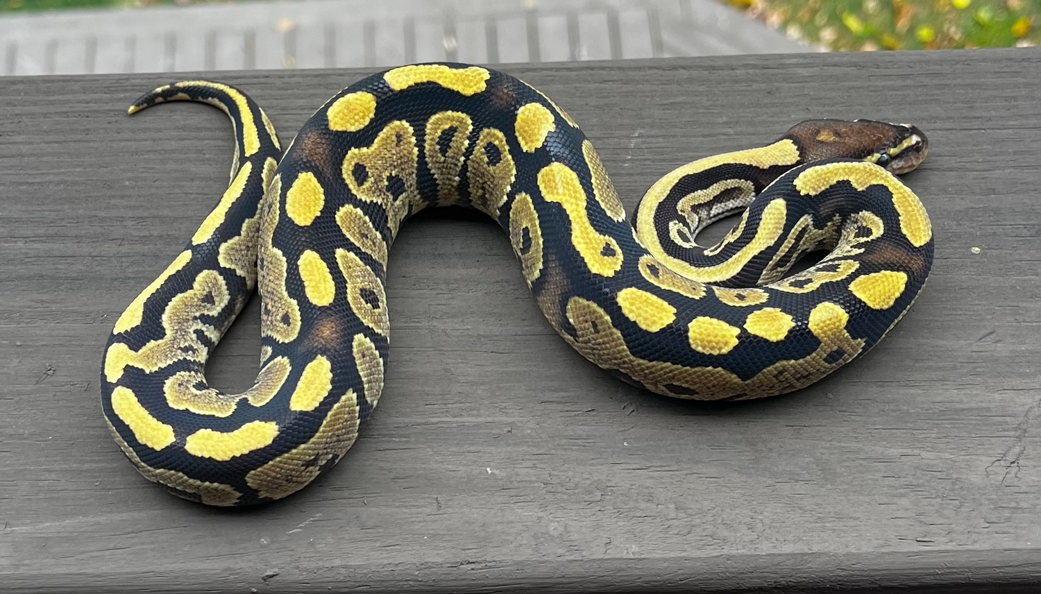 Yellowbelly 66% Het Piebald’s Ball Python by Murray’s Morphs - MorphMarket
