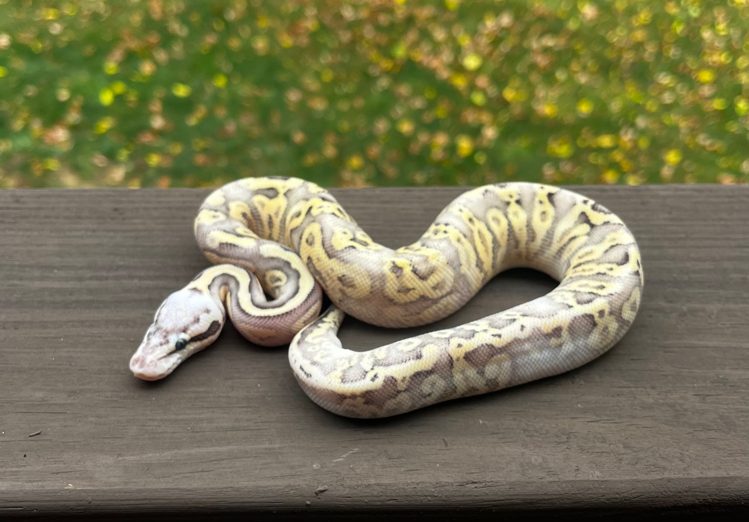 Fire Pastel Yellowbelly Cypress Ball Python by Murray’s Morphs ...