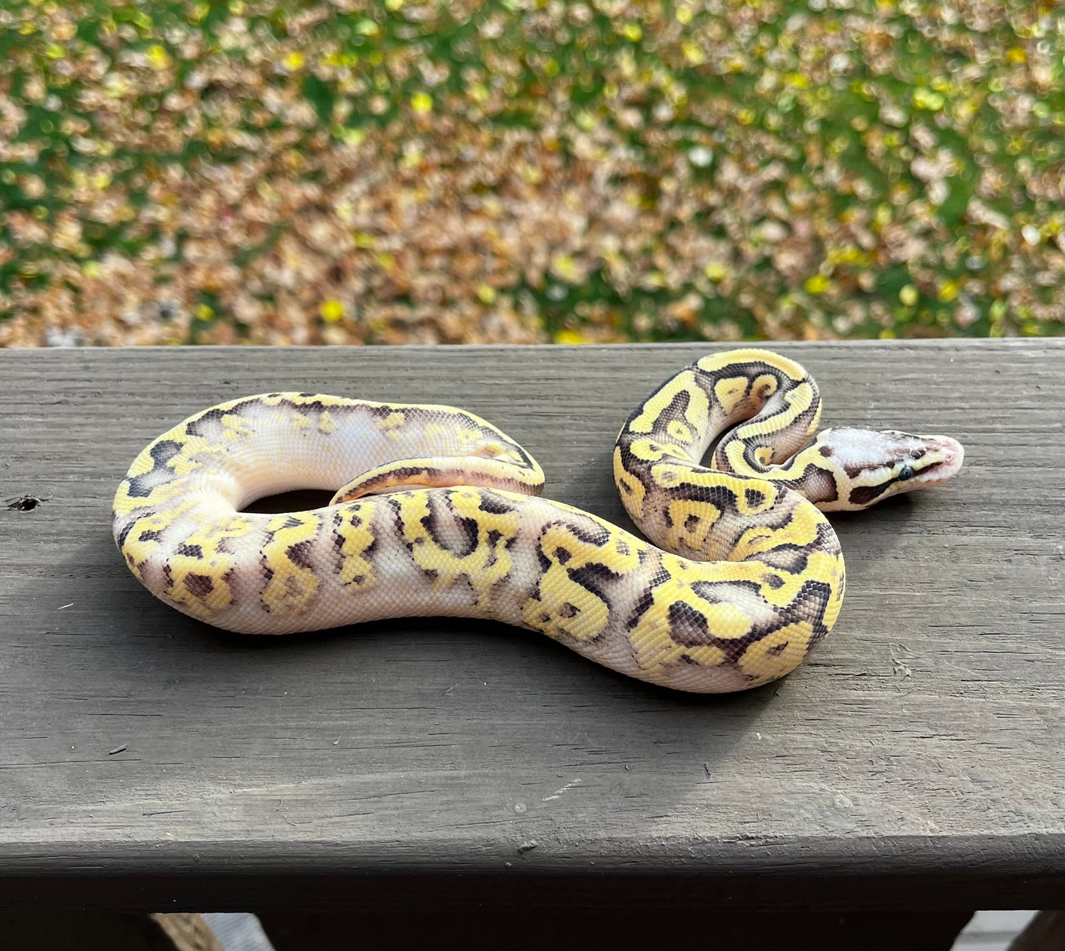 Pastel Cinnamon Cypress Yellowbelly Fire Ball Python by Murray’s Morphs ...