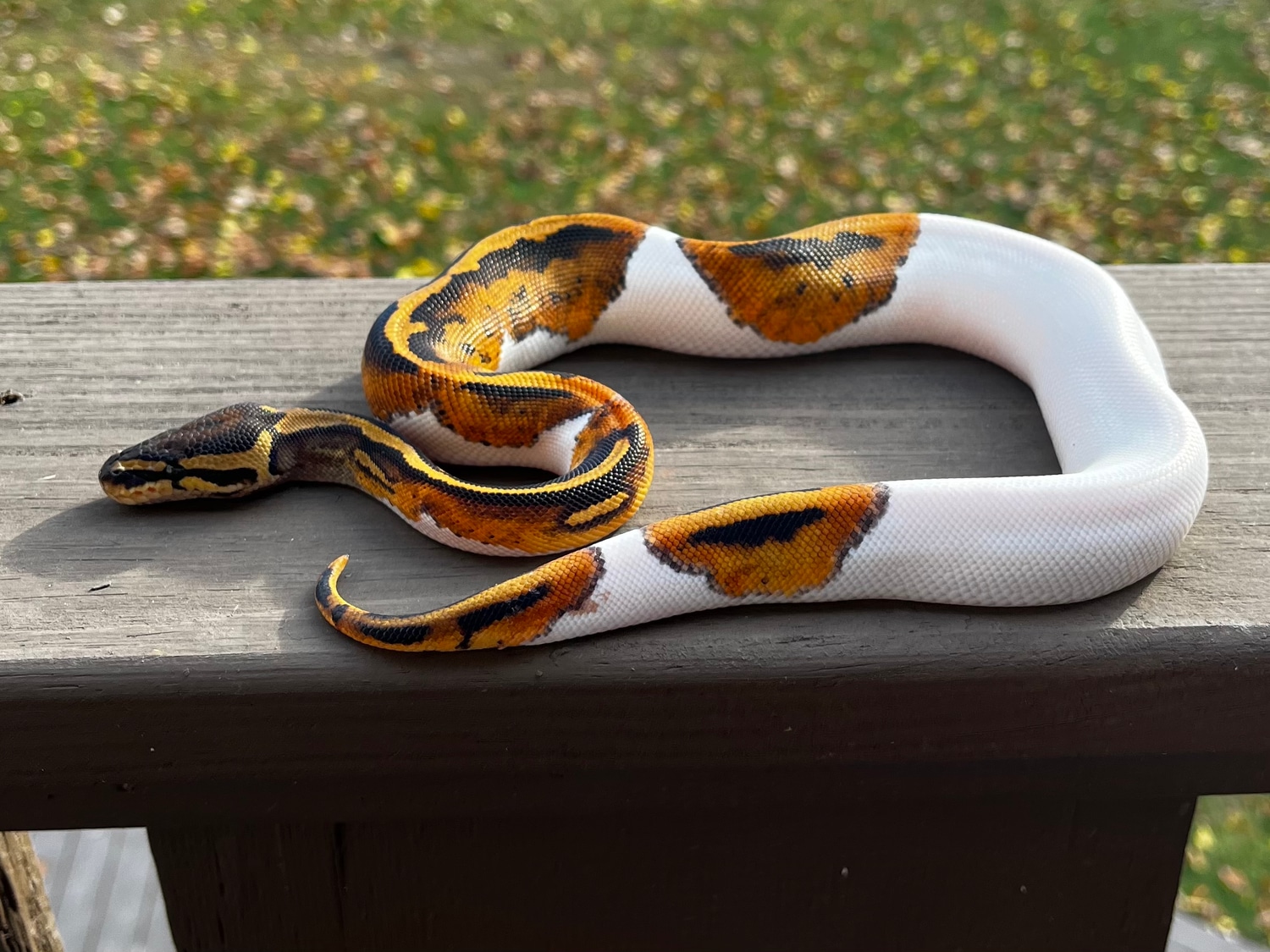 Pyro Pied Ball Python by Murray’s Morphs - MorphMarket