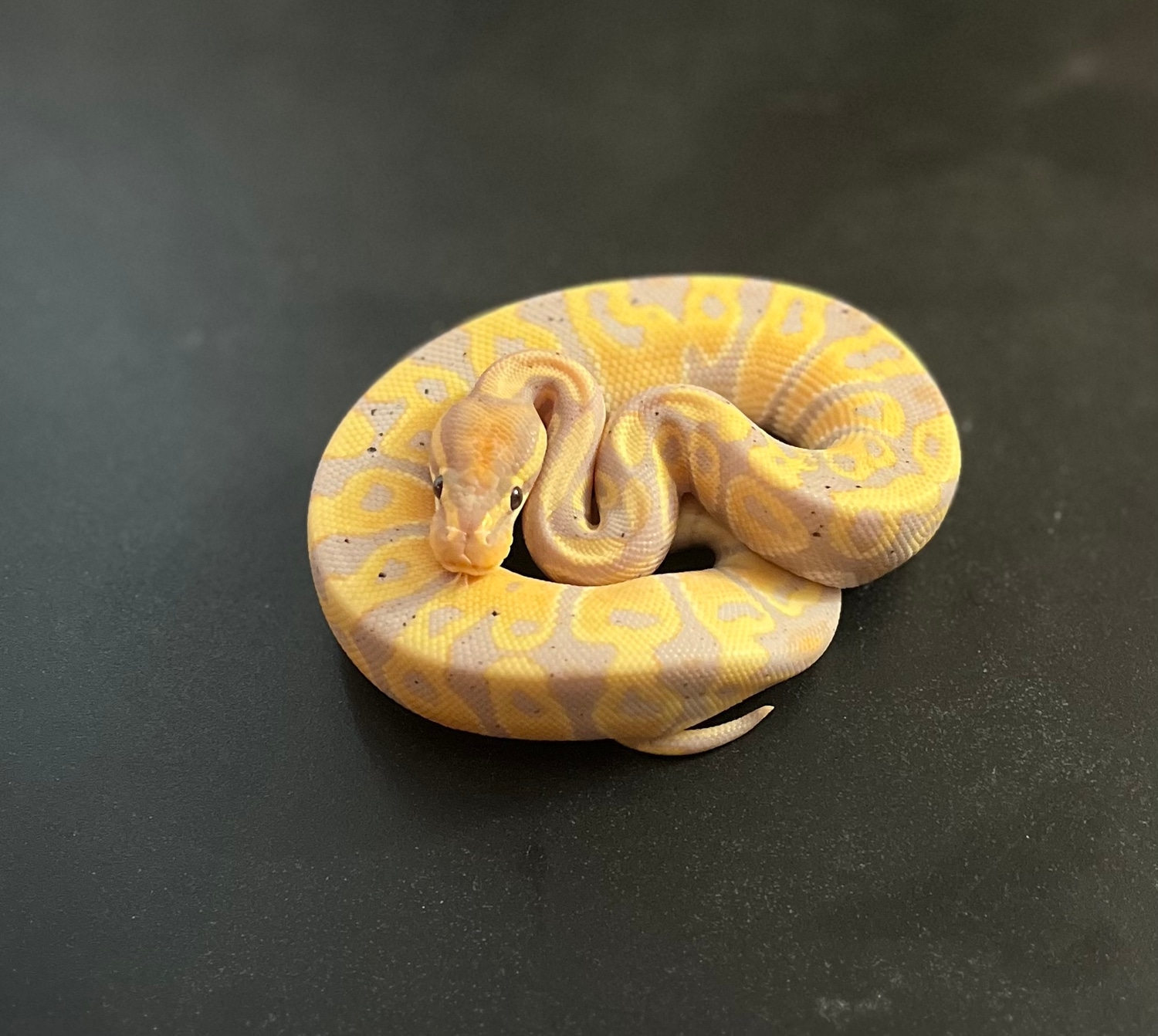 Coral Glow Ball Python by Murray’s Morphs - MorphMarket