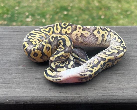 Fire Pastel Yellowbelly Cinnamon Ringer Ball Python by Murray’s Morphs
