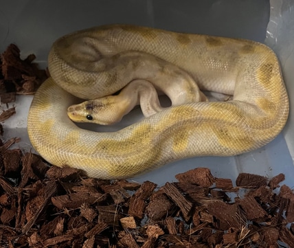 Firefly Cinnamon Cypress Ball Python by Murray’s Morphs - MorphMarket