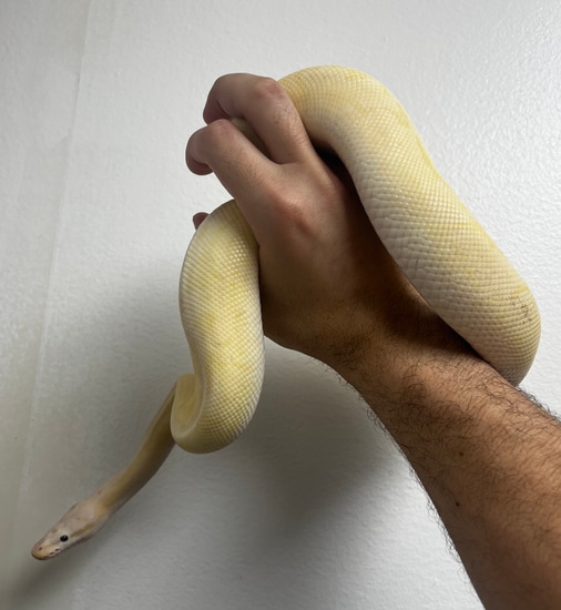 Banana Killer Blast Ball Python by Murray’s Morphs