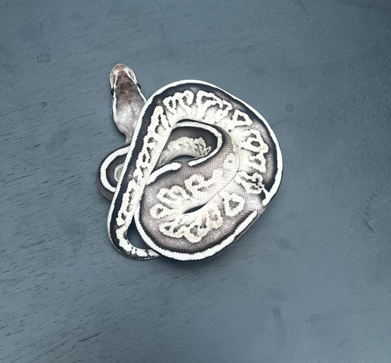 Firefly Cinnamon Cypress Ball Python by Murray’s Morphs