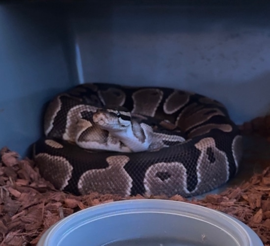 Normal Het. Pied Ball Python by Murray’s Morphs