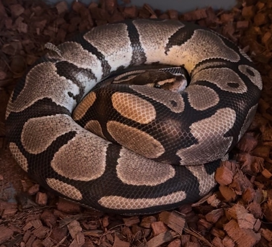 Normal Het. Pied Ball Python by Murray’s Morphs