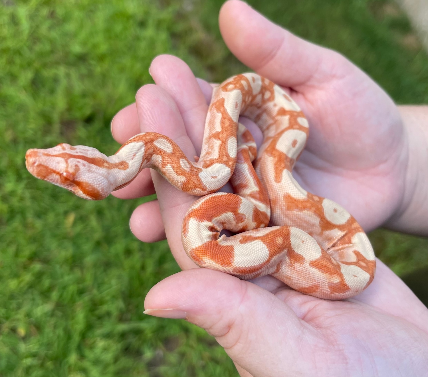 Sunglow IMG Boa Constrictor by Crazy Constrictor - MorphMarket