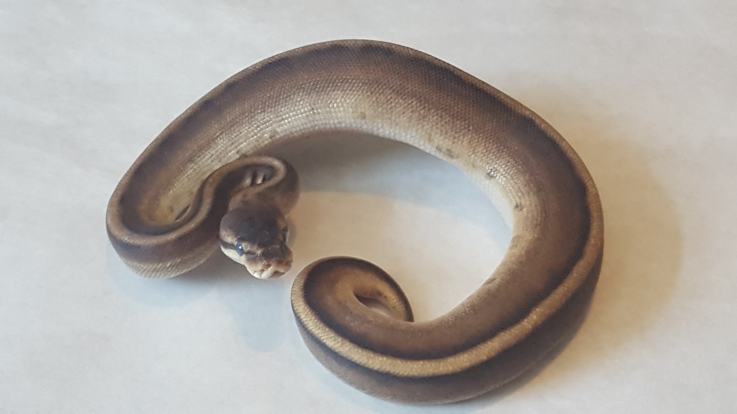 Genetic Stripe Ball Python by Mayo's Morphs - MorphMarket