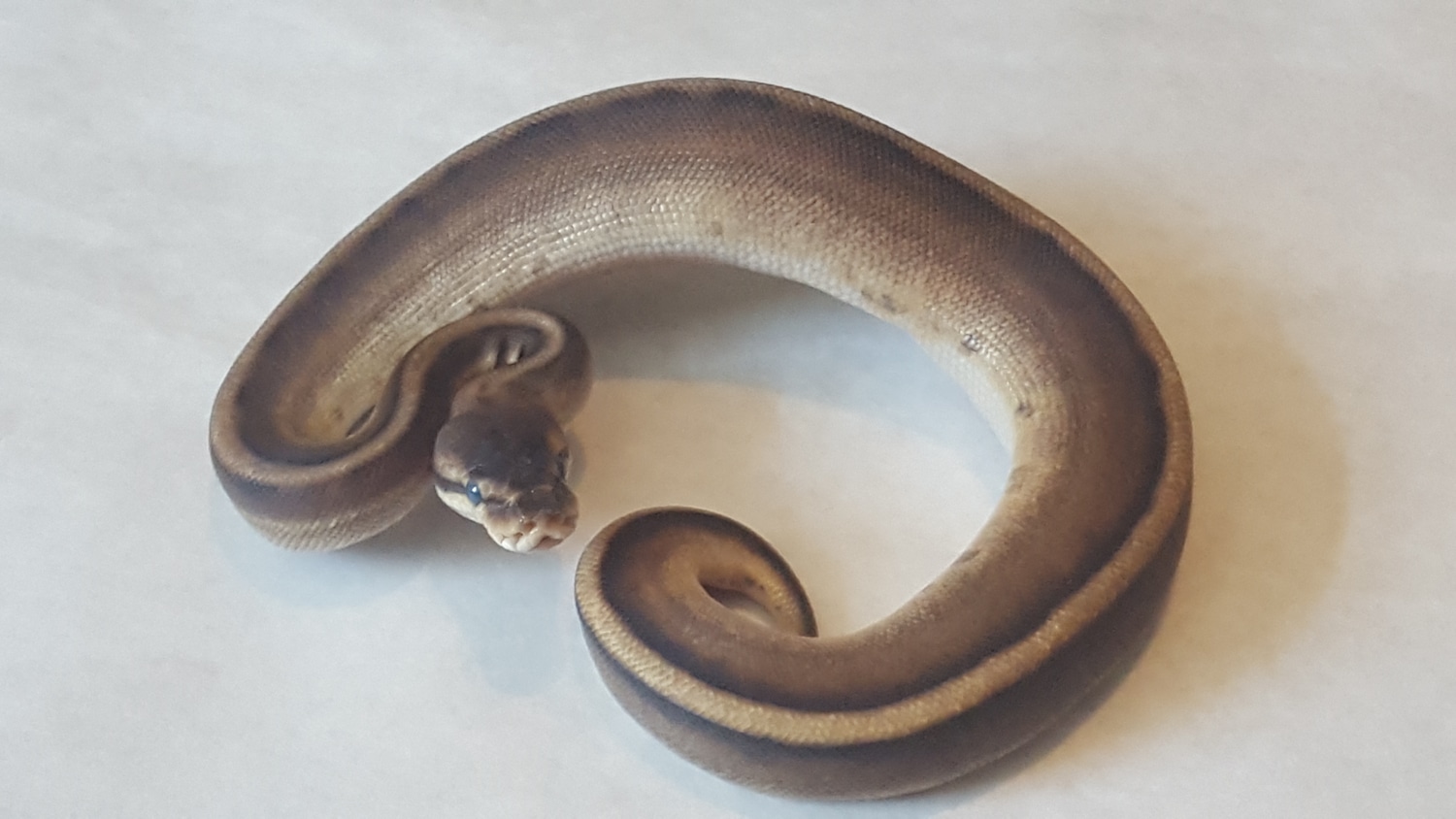Genetic Stripe Ball Python by Mayo's Morphs - MorphMarket
